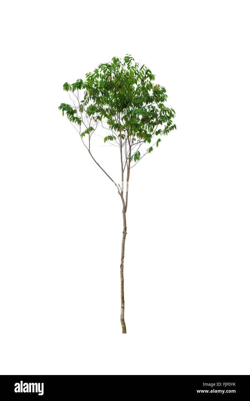 Tree isolated on white background Stock Photo - Alamy