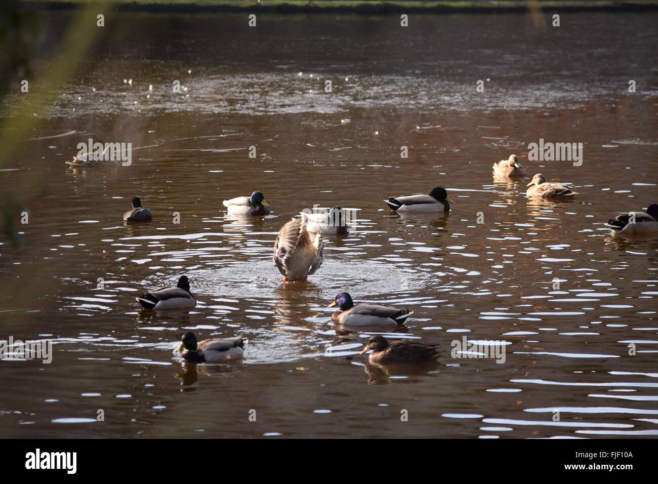 Dabbler duck hi-res stock photography and images - Alamy