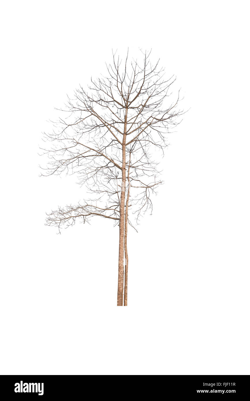 Withered Tree Psd