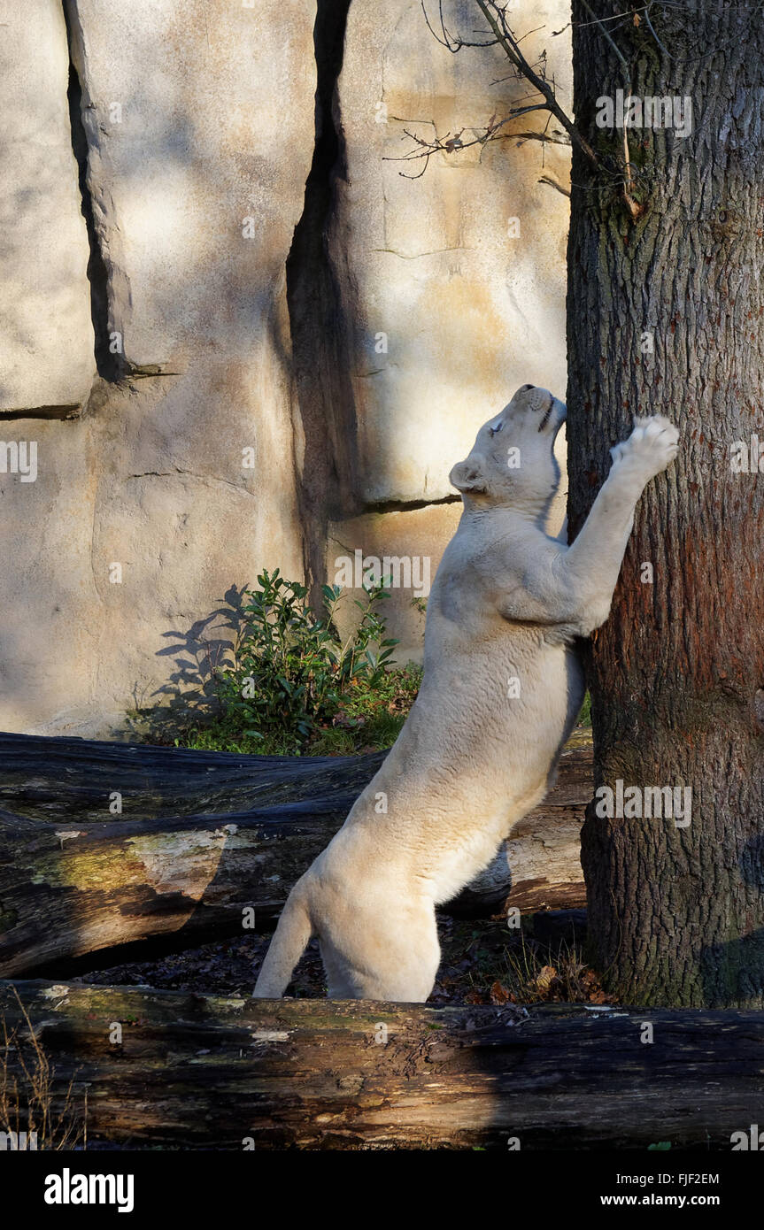 Lion With His Nails Wallpaper Lion Is Sharpening His Nails — Stock