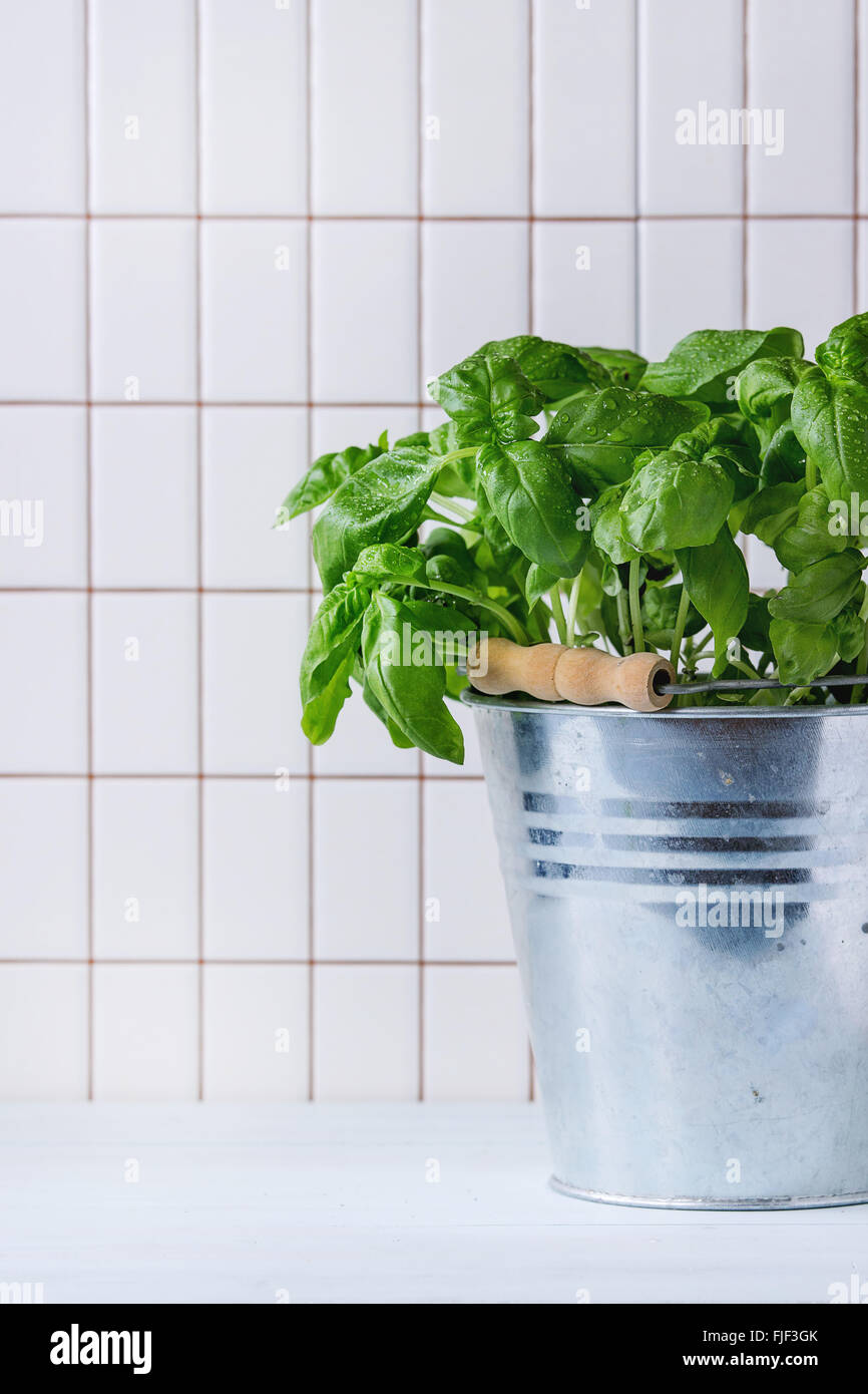 Basil in pot Stock Photo - Alamy