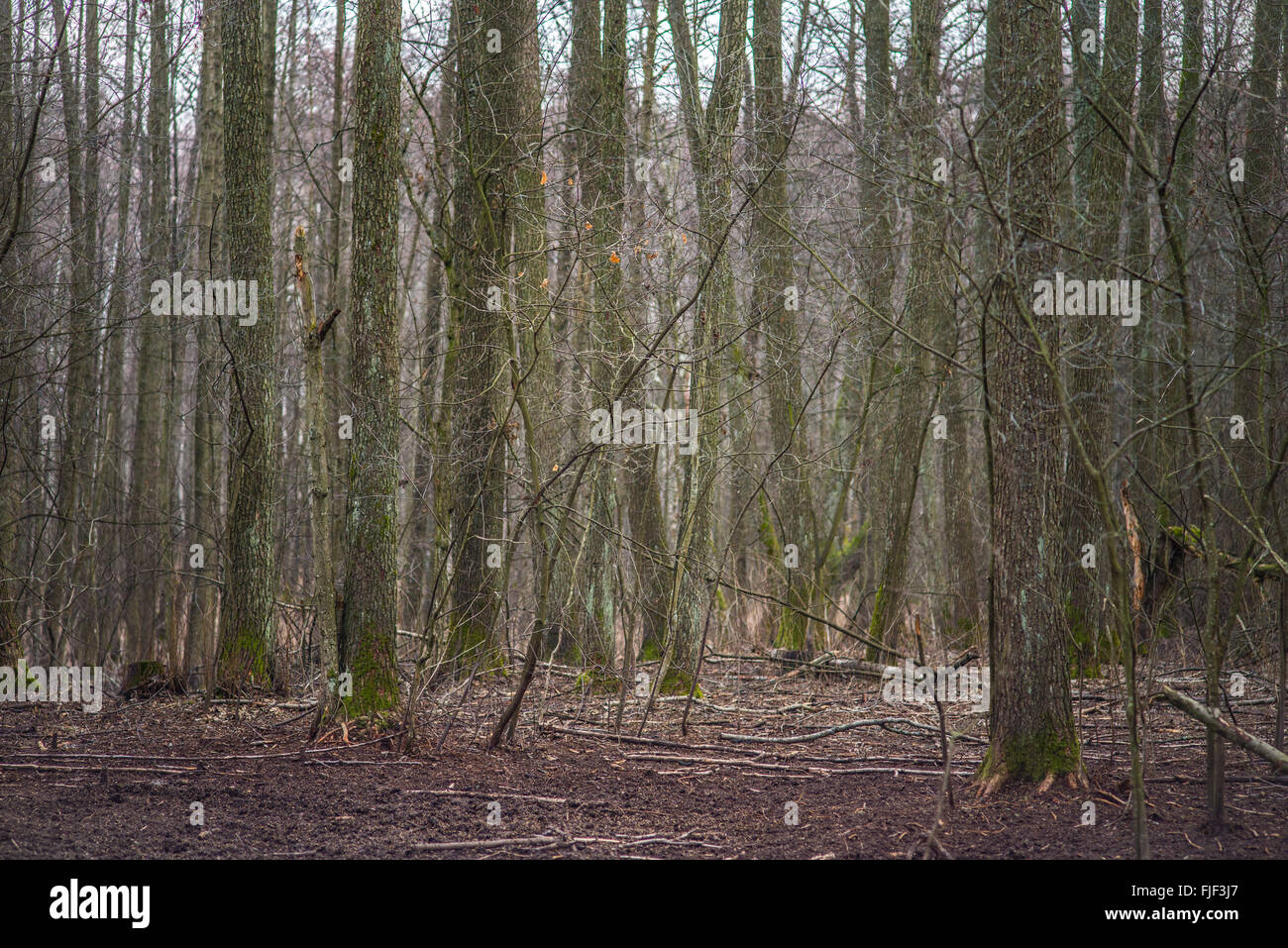 Pine forest in Lithuania Stock Photo - Alamy