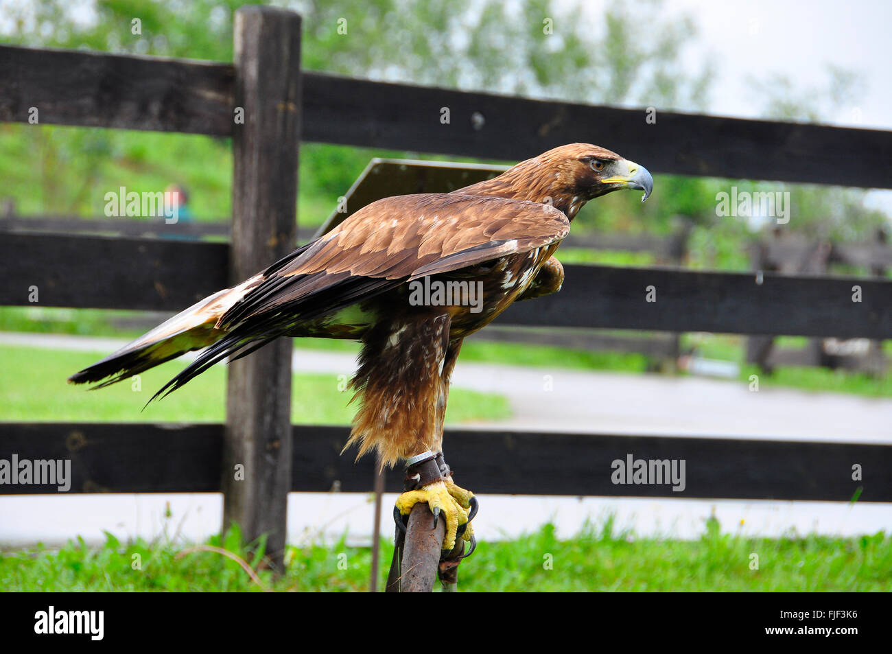 Beautiful hawk staring at the camera in an exhibition of falconry Stock ...