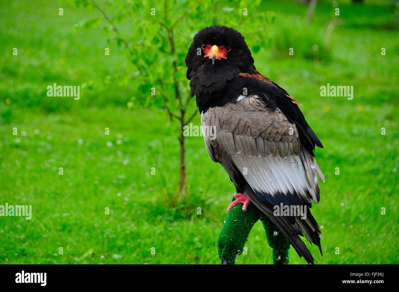 Bateleur Eagle/ Terathopius ecaudatus/ named because of their ...
