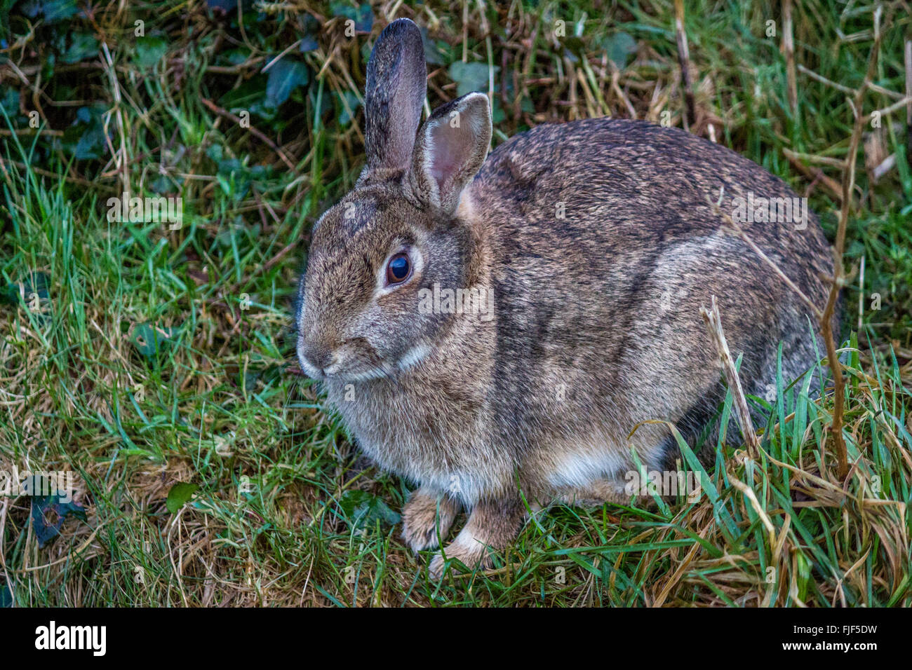 Rabbit in the grass Stock Photo - Alamy