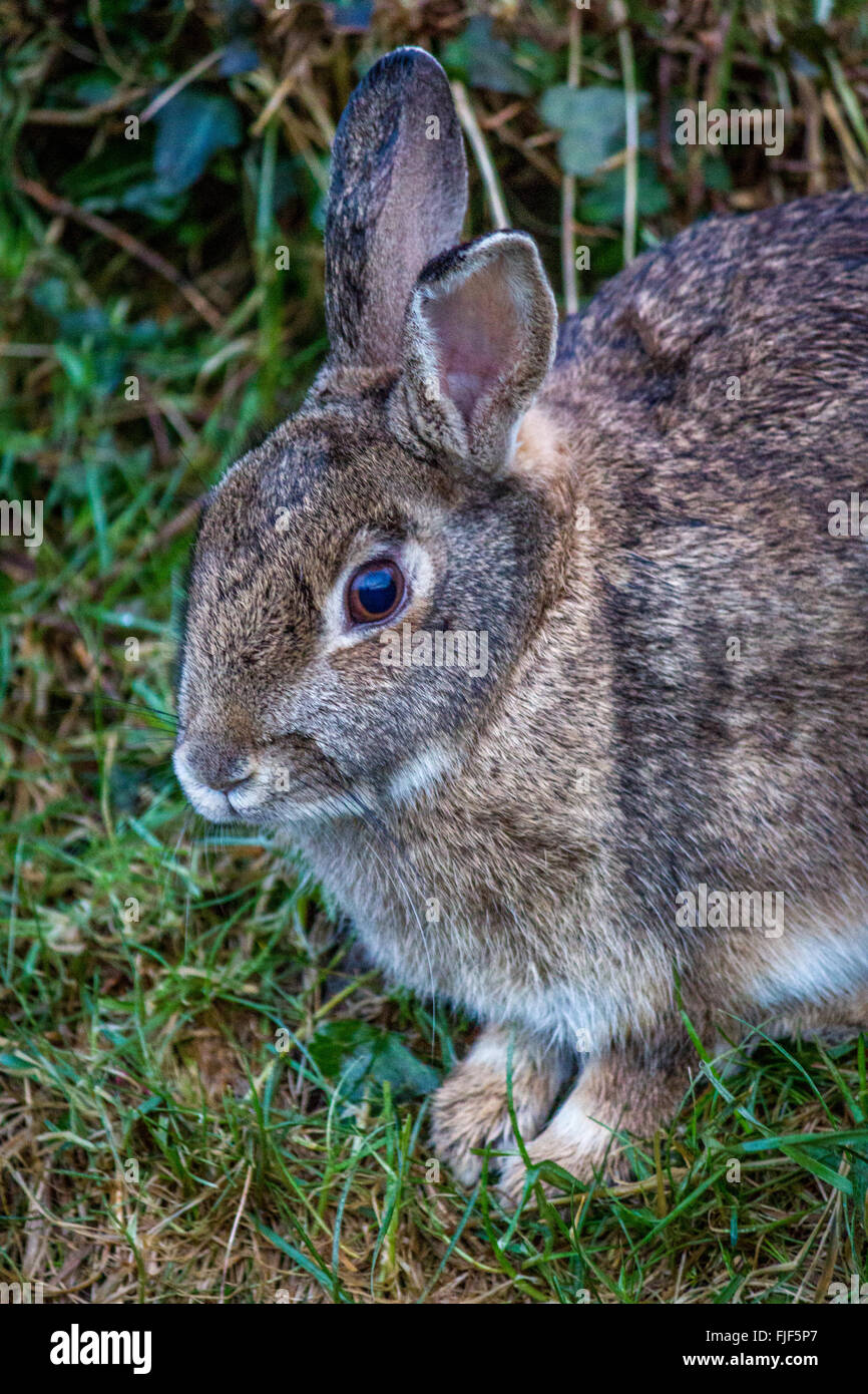 Rabbit feet hi-res stock photography and images - Alamy