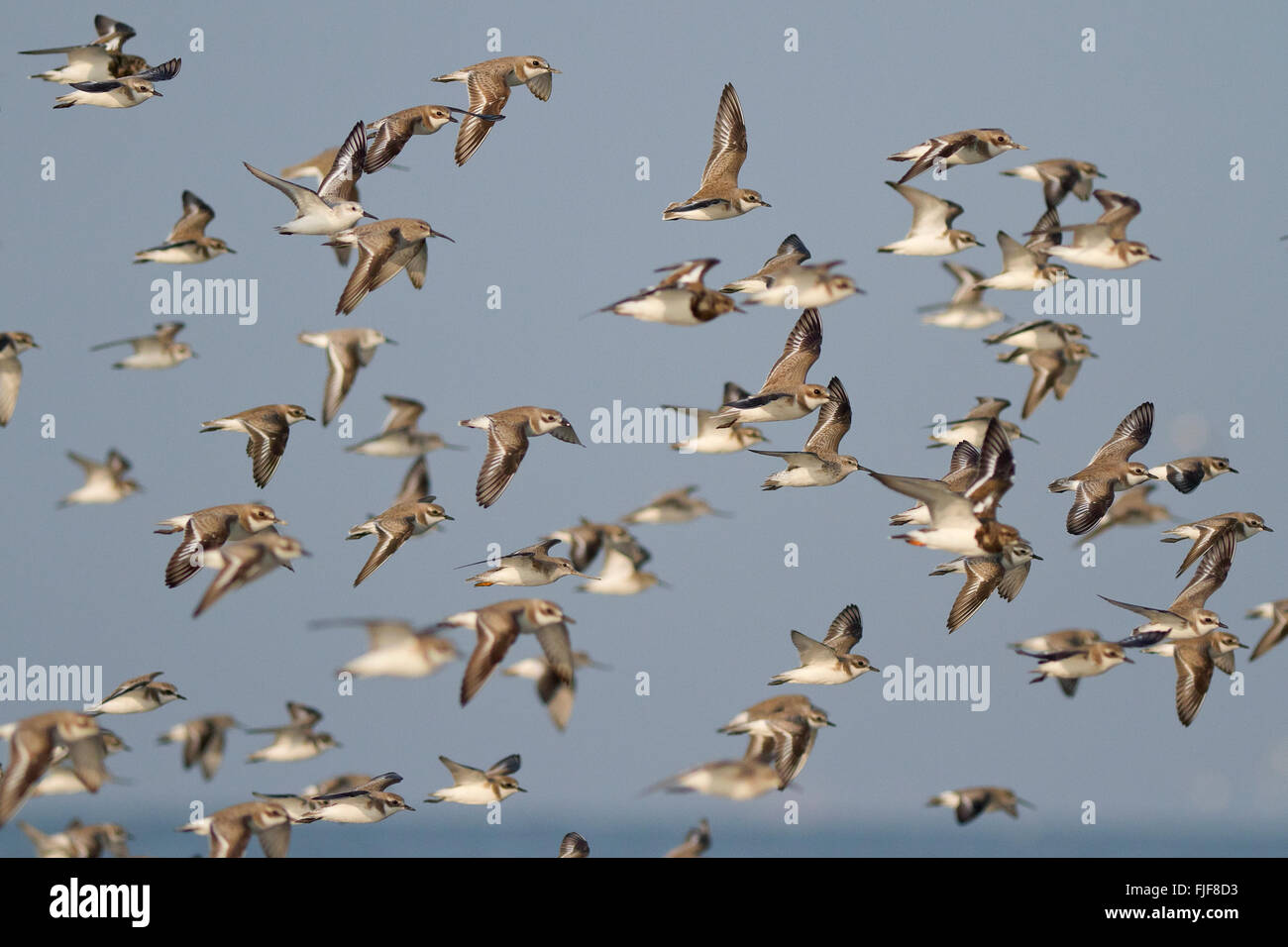 mix flock of waders flying on coast Stock Photo - Alamy