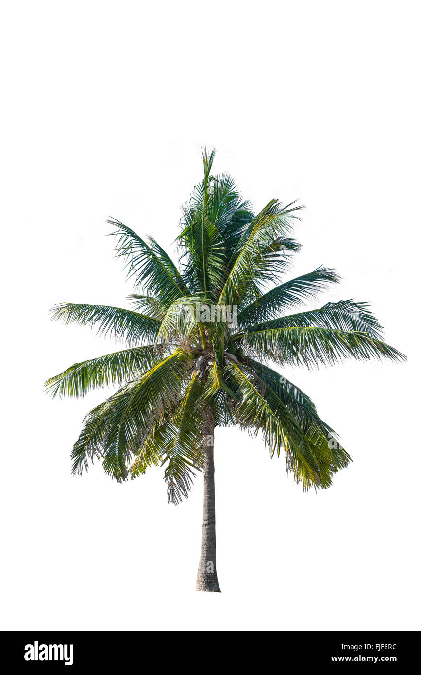 Coconut Tree isolated on white Stock Photo - Alamy