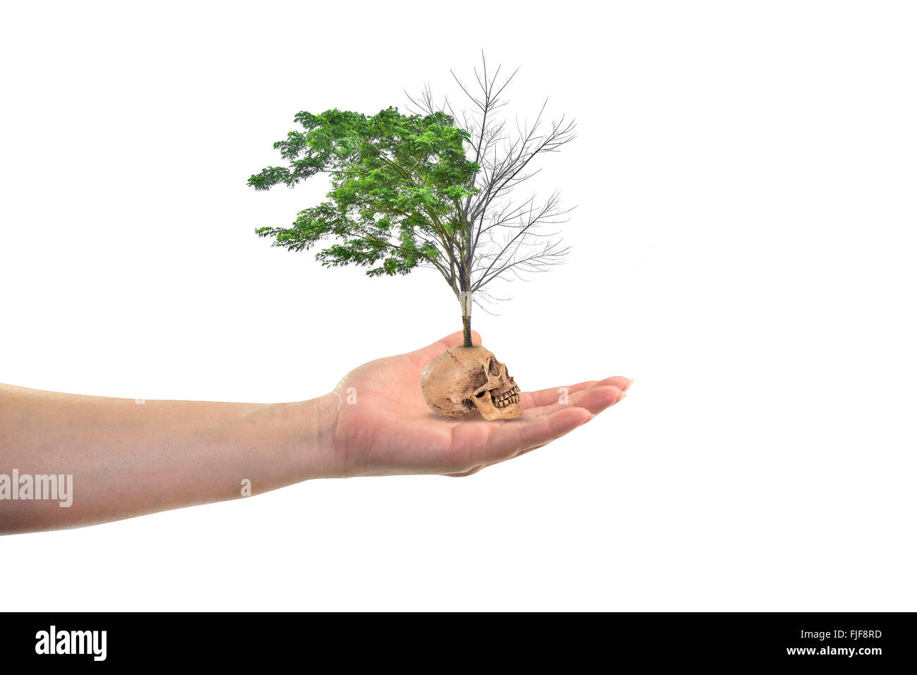 Woman tree gift Cut Out Stock Images & Pictures - Alamy