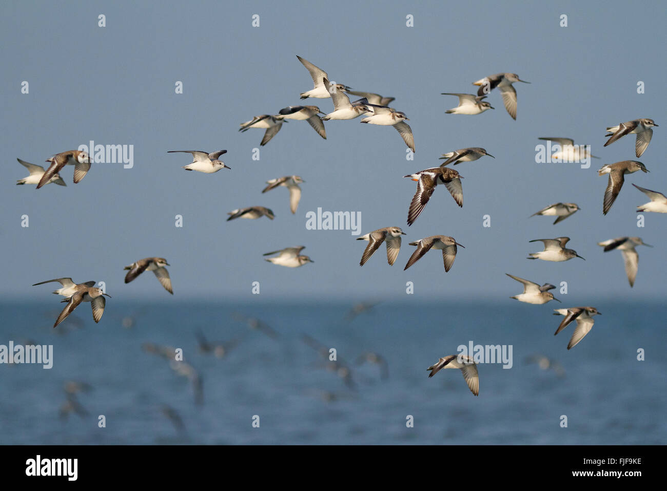 mix flock of waders flying on coast Stock Photo - Alamy