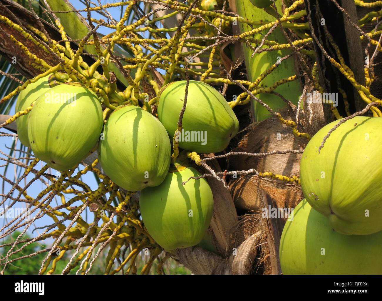 Firmly attached hi-res stock photography and images - Alamy