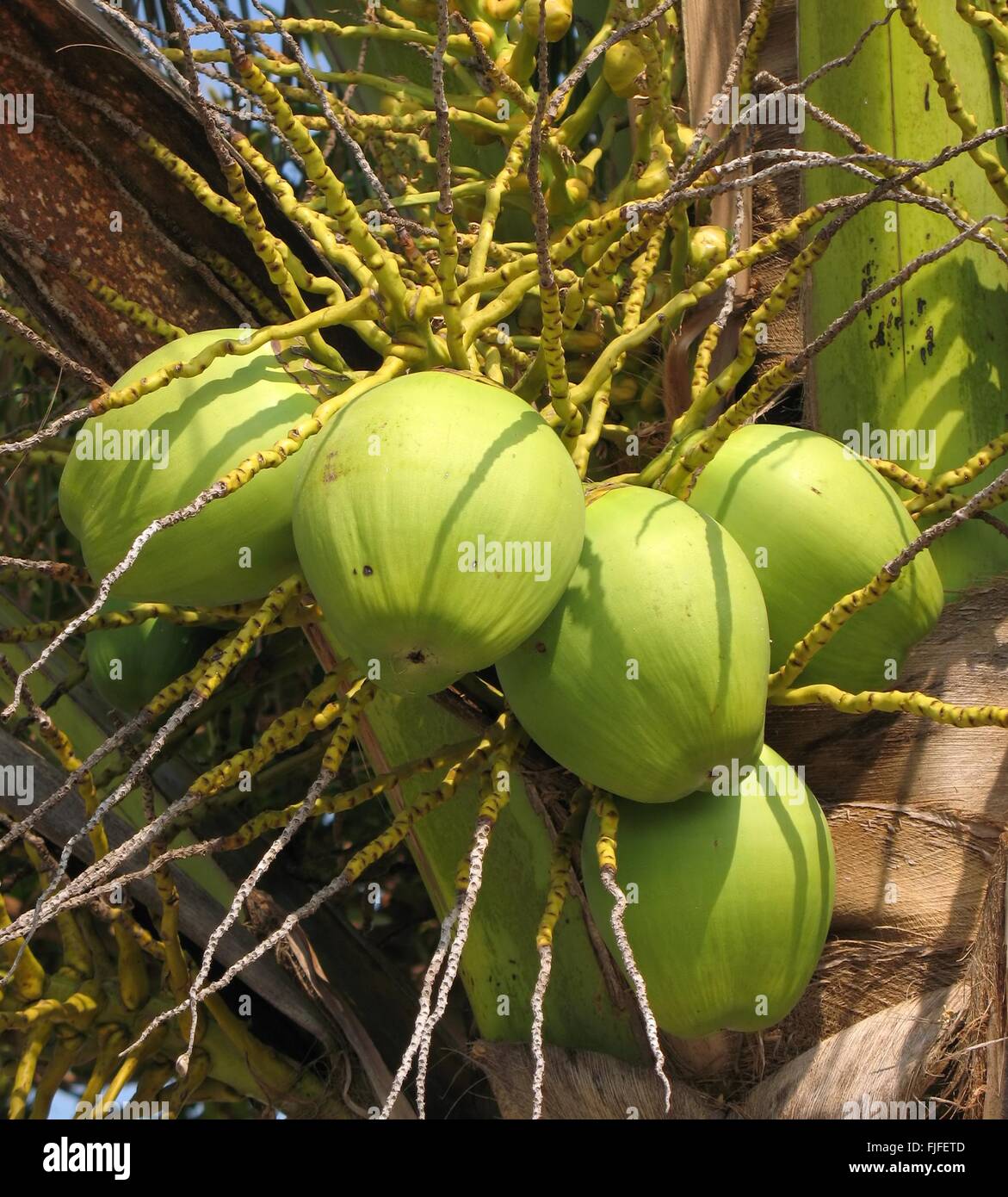 Firmly attached hi-res stock photography and images - Alamy