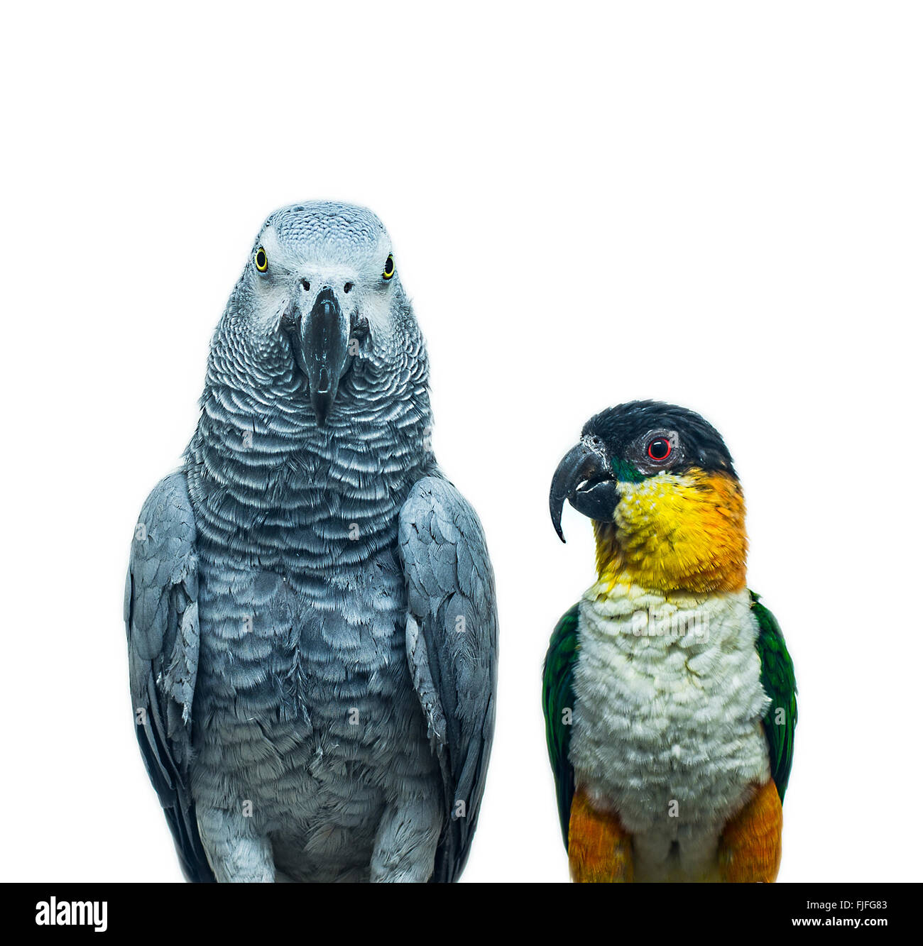 Parrots set hi-res stock photography and images - Alamy
