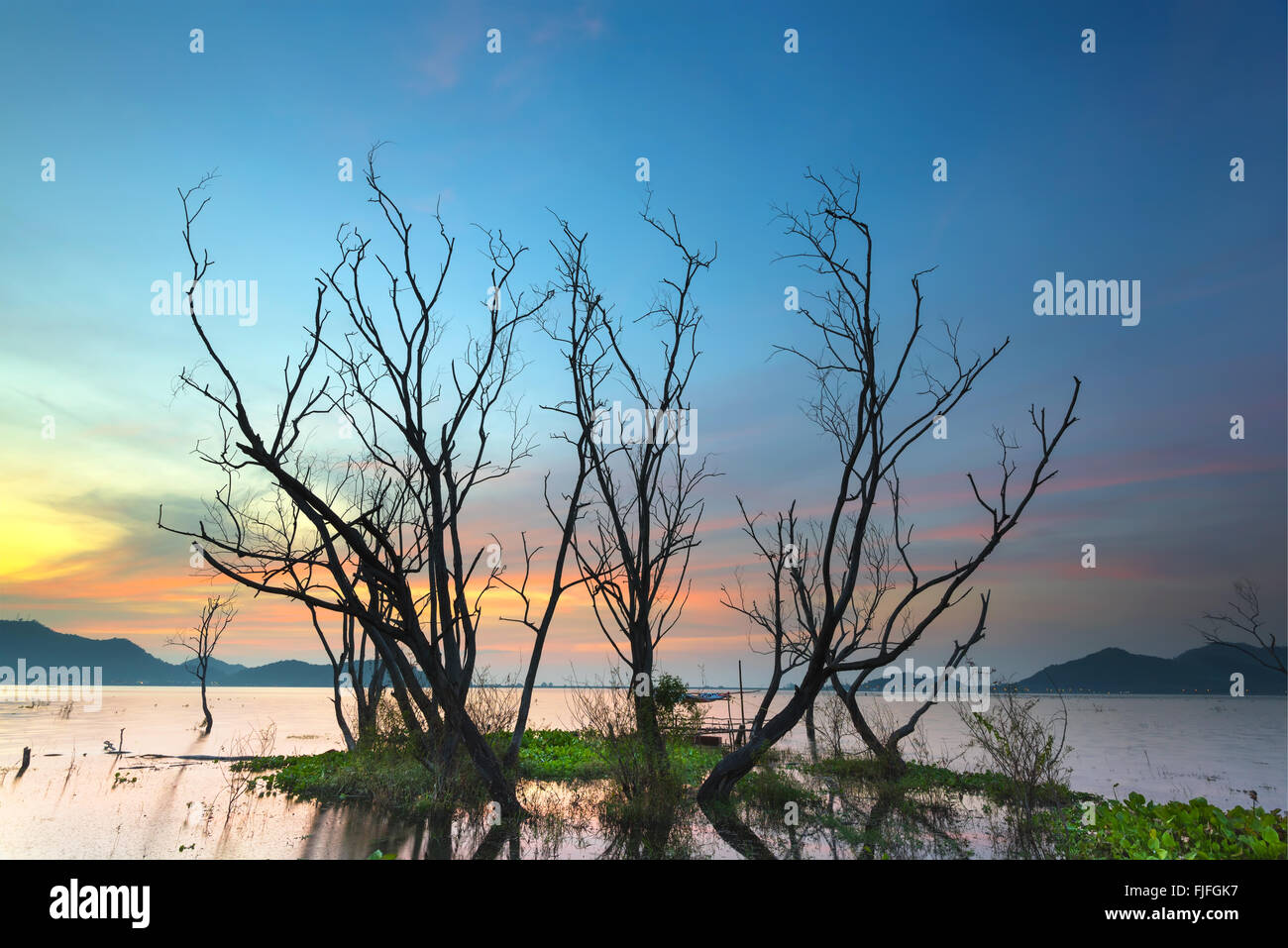 Dead standing oak hi-res stock photography and images - Alamy