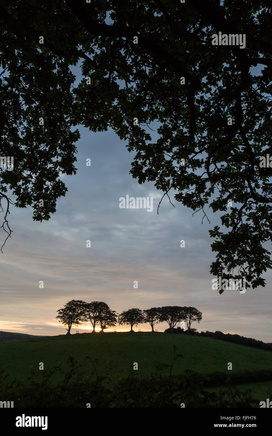seven trees at sunrise Stock Photo - Alamy