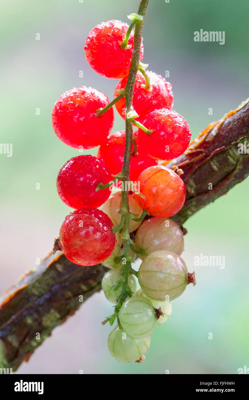 Growing redcurrant hi-res stock photography and images - Alamy