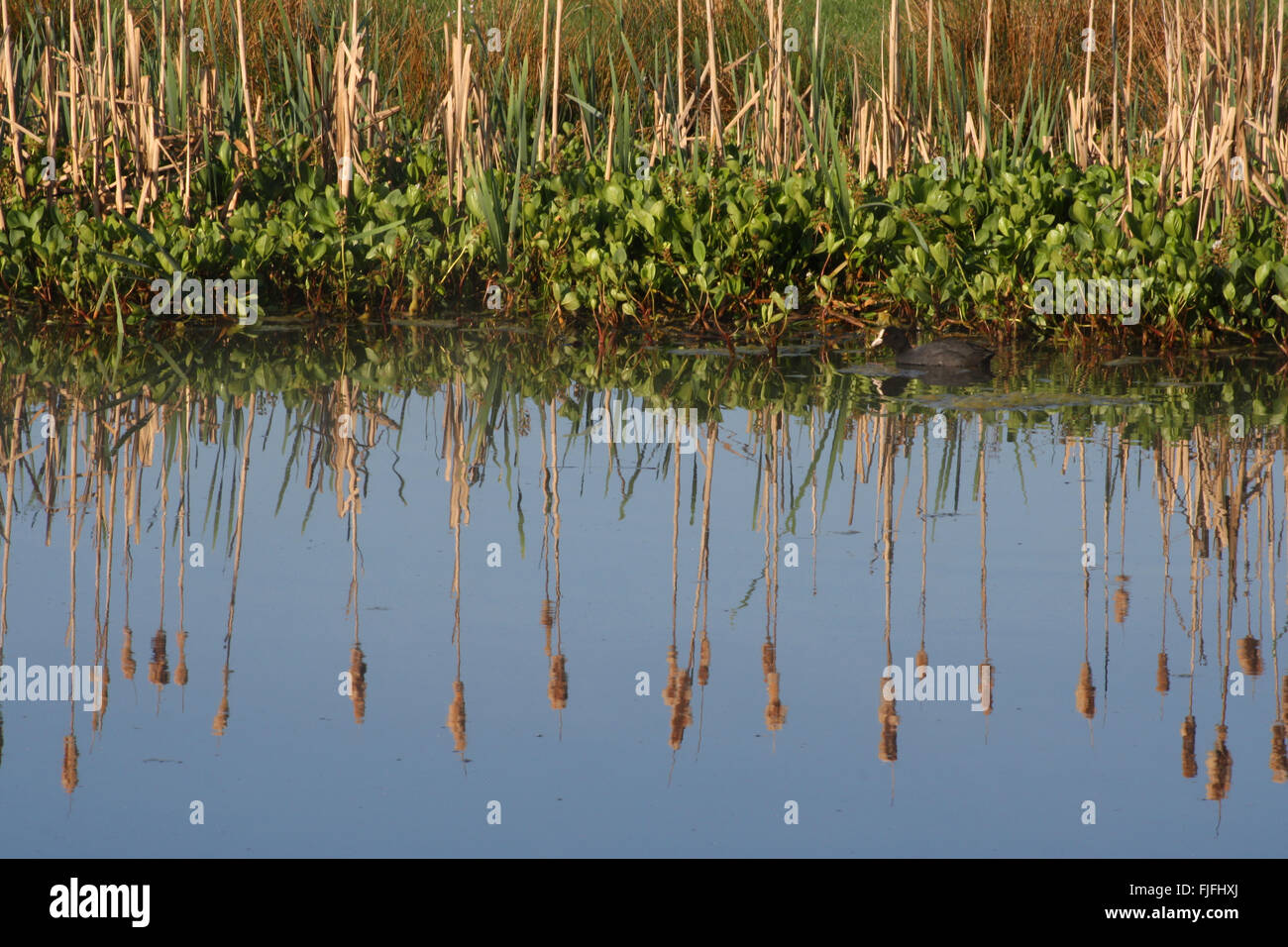 Shocklach hi-res stock photography and images - Alamy