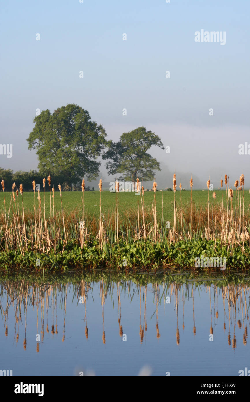 Shocklach hi-res stock photography and images - Alamy