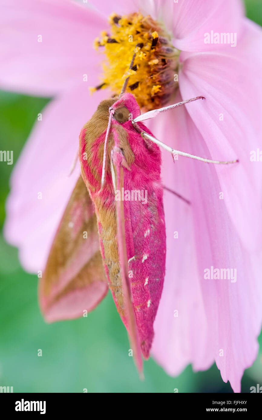 Elephant Hawk Moth resting on pink cosmos flower - Deilephila elpenor ...
