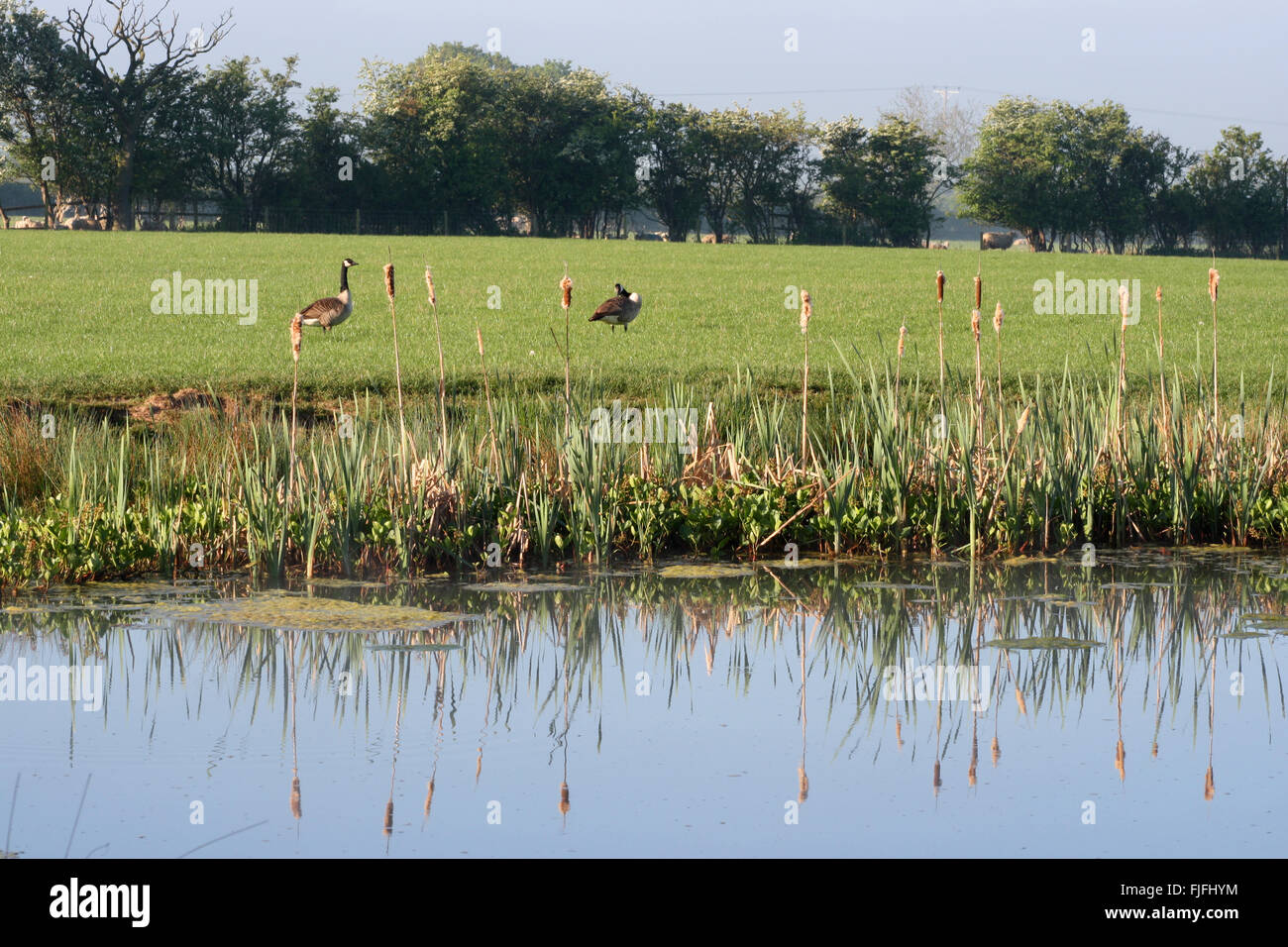 Canda Geese and reeds around pond in field near Shocklach Cheshire ...
