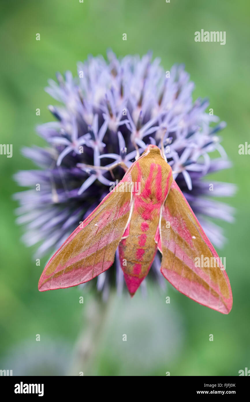 Elephant Hawk Moth on purple Echinops flower Stock Photo - Alamy