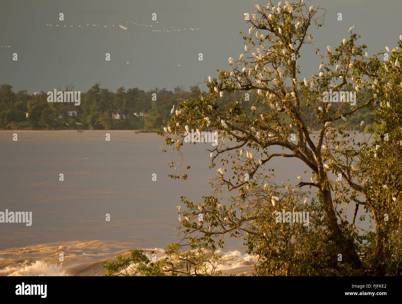 Birds of laos hi-res stock photography and images - Alamy
