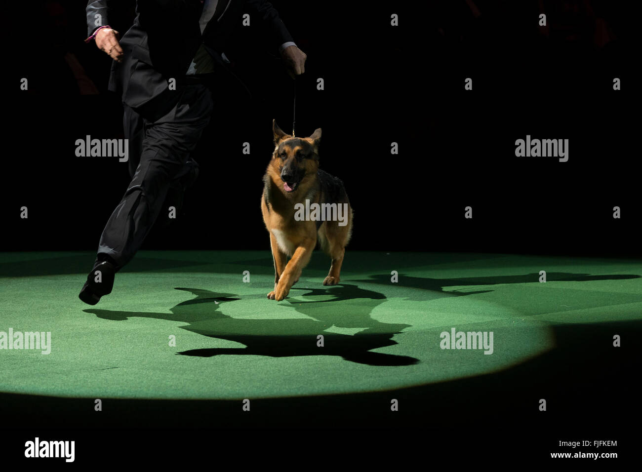 New York, NY - February 16, 2016: Best of herding group German shepherd ...