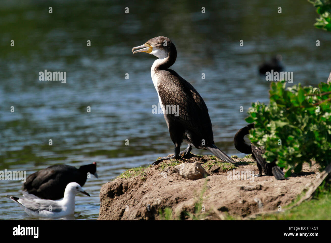 A White-breasted cormorant, Phalacrocorax lucidus)and other birds at ...