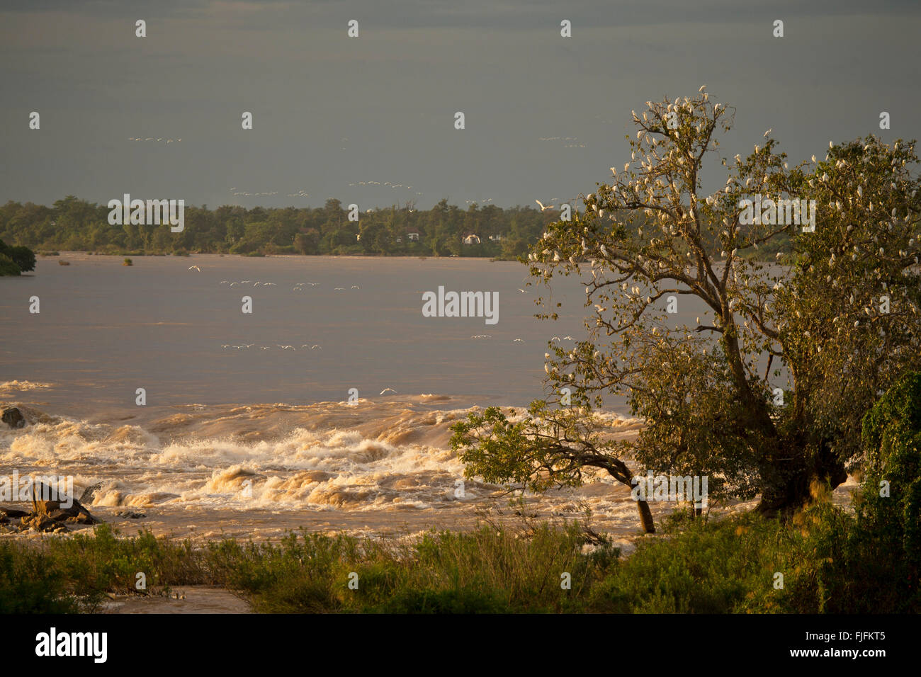 Birds of laos hi-res stock photography and images - Alamy