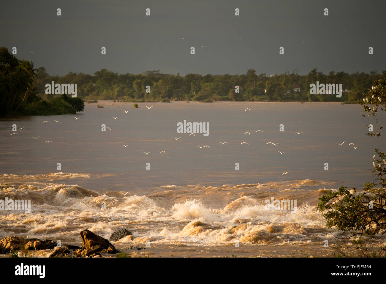 Birds of laos hi-res stock photography and images - Alamy