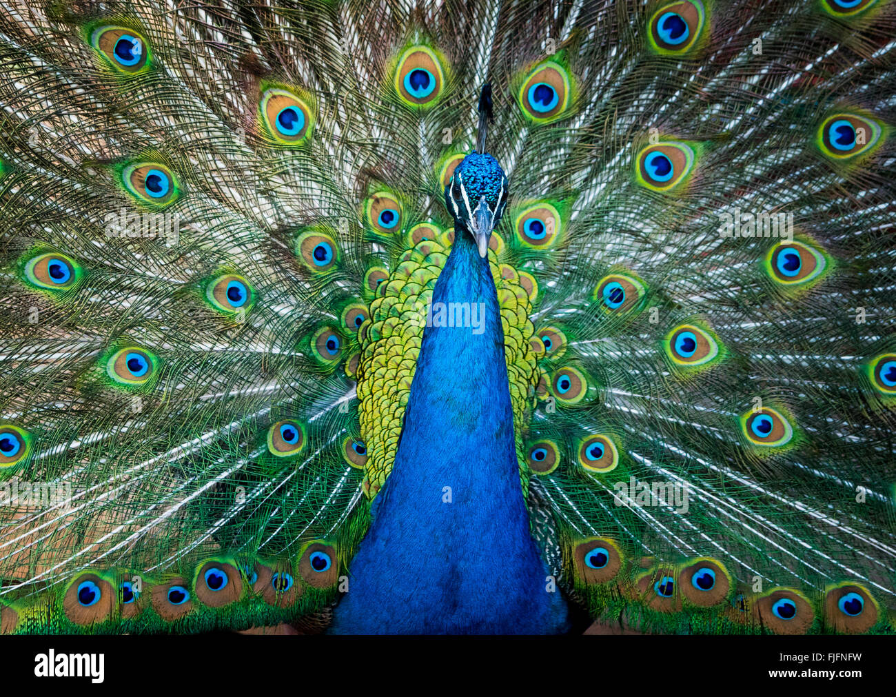 Male patterns hi-res stock photography and images - Alamy