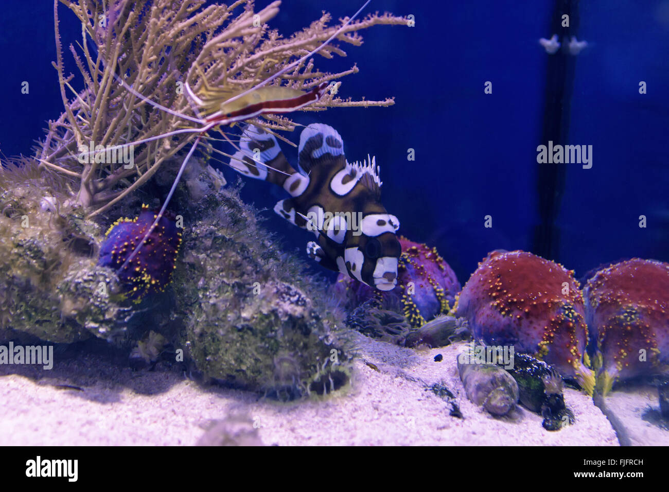 Skunk Cleaner Shrimp Lysmata Amboinensis Stock Photo - Alamy