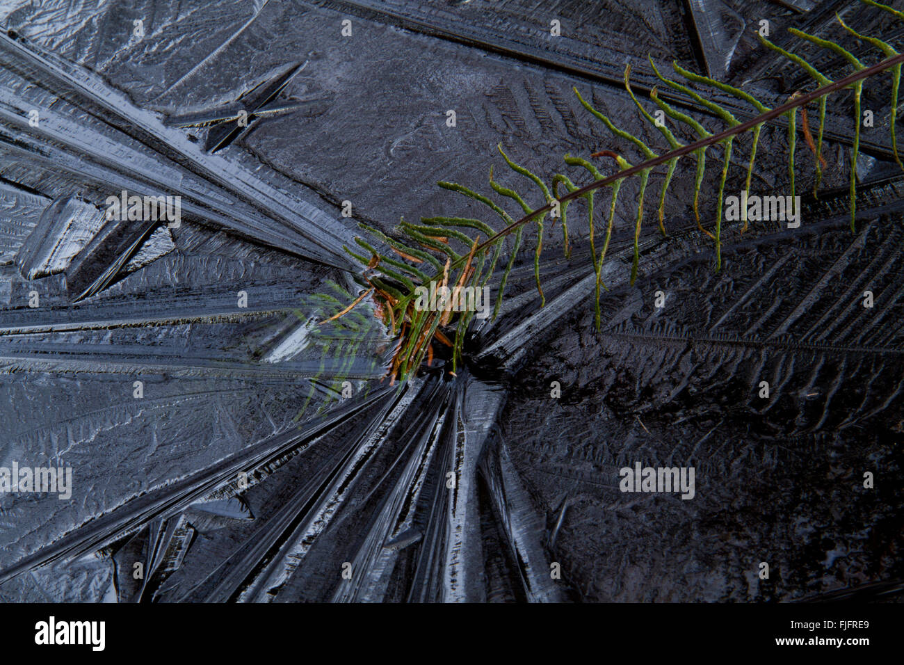 Ice forming process: radial lines in dark ice around a fern (Common ...