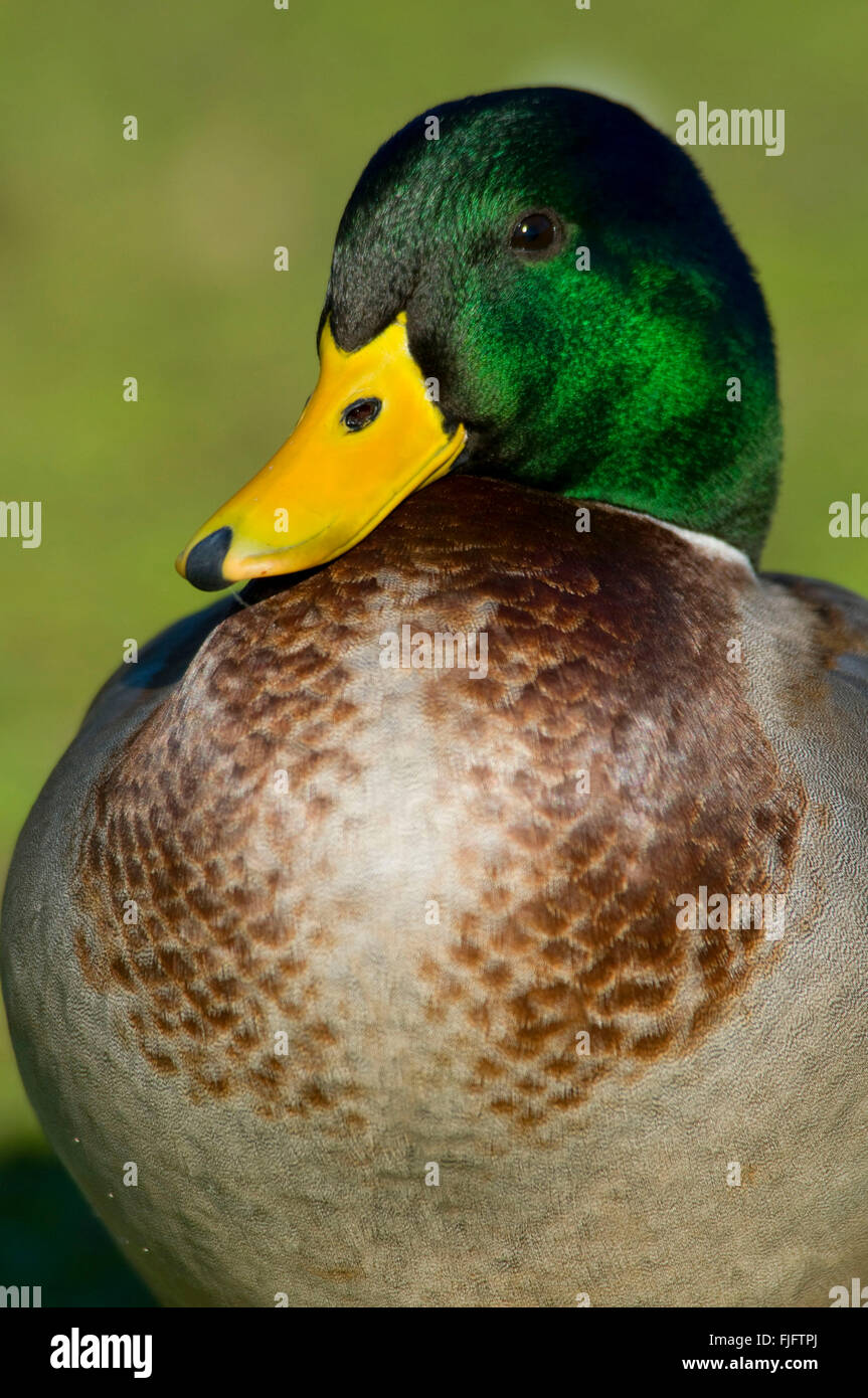 Duck, Cascade Gateway Park, Salem, Oregon Stock Photo - Alamy