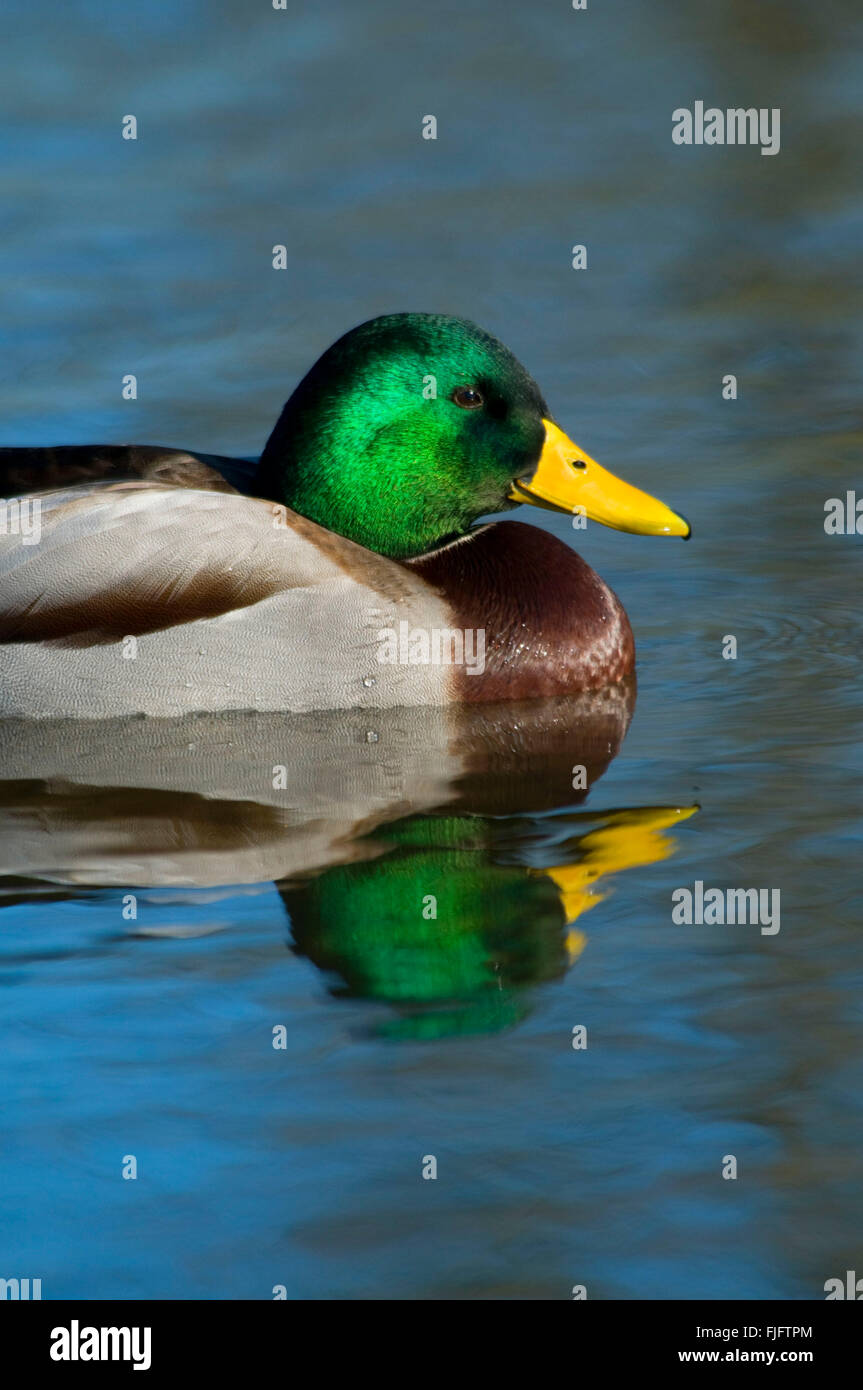 Cascade gateway park hi-res stock photography and images - Alamy