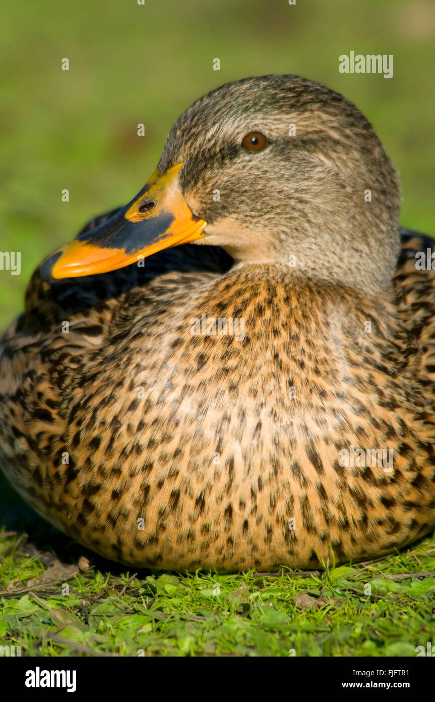 Cascade gateway park hi-res stock photography and images - Alamy
