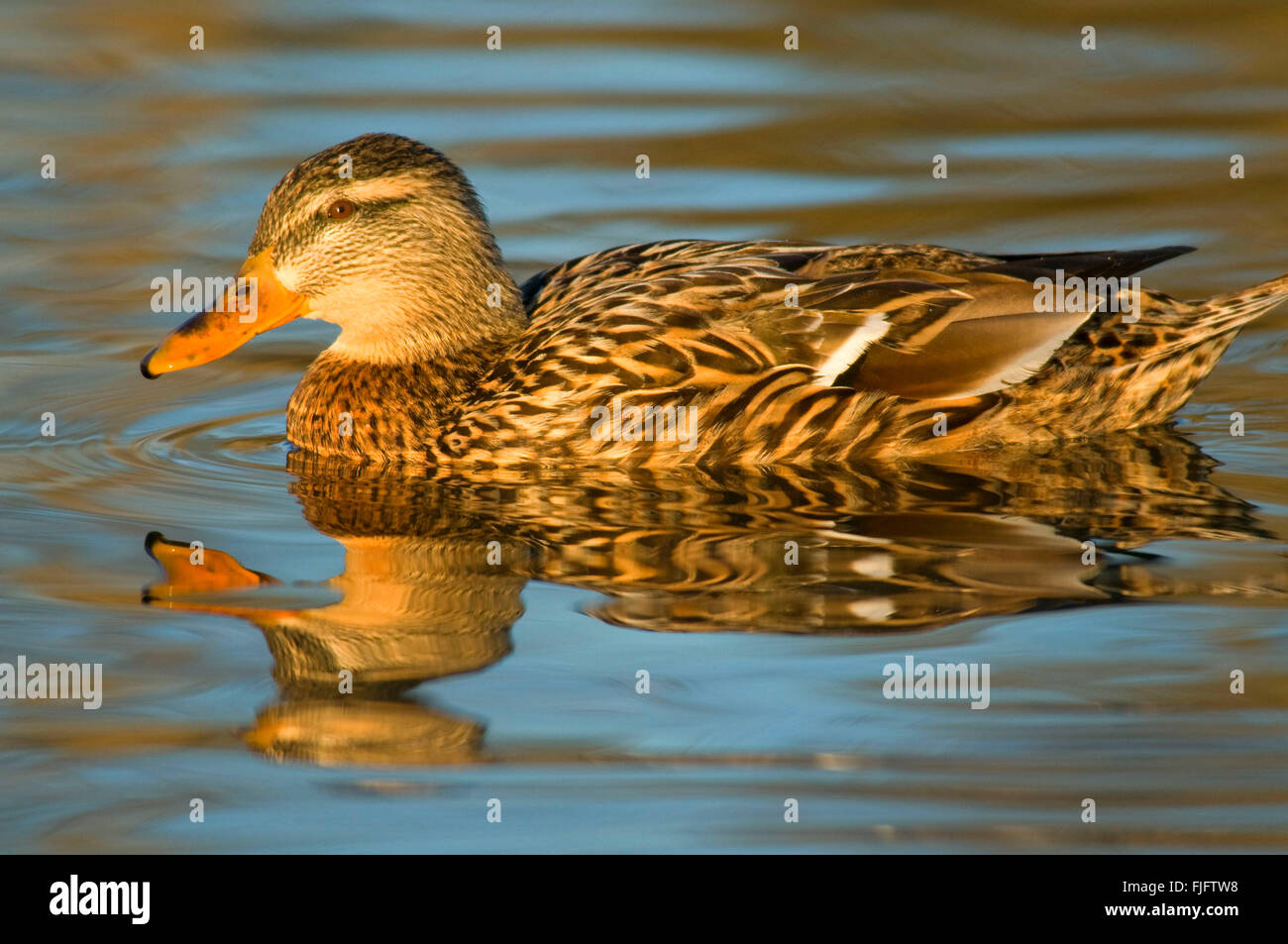 Gateway park hi-res stock photography and images - Alamy
