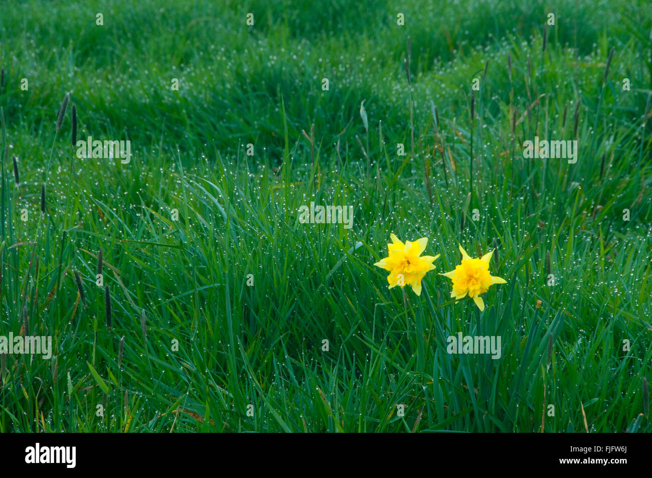 Daffodils, Marion County, Oregon Stock Photo - Alamy
