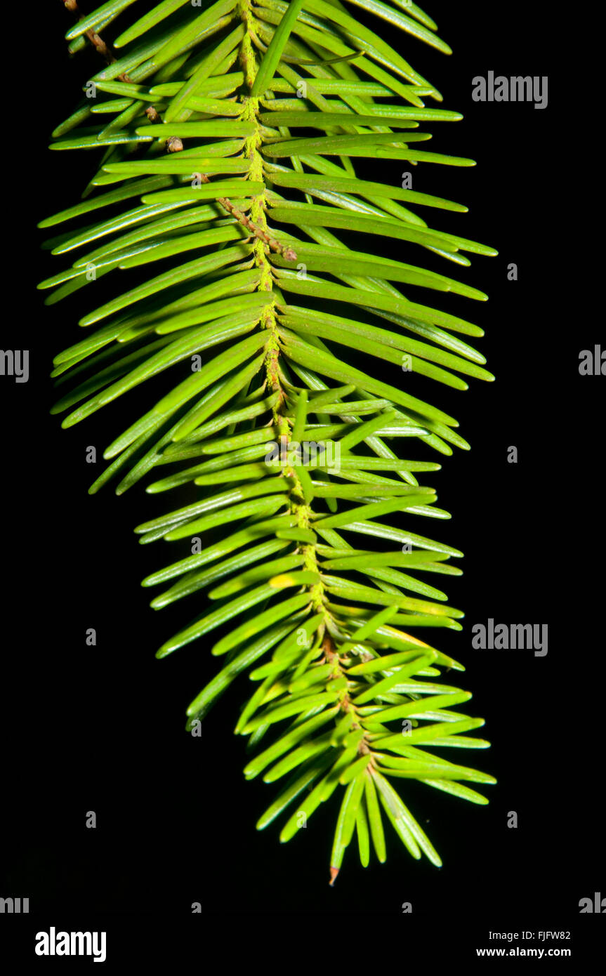 Douglas Fir Needles Hi res Stock Photography And Images Alamy