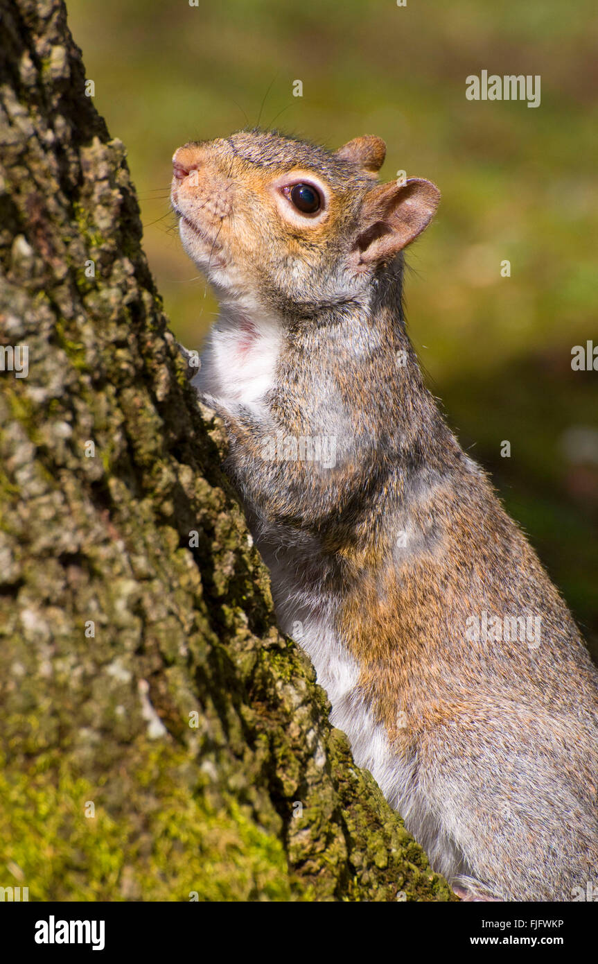 Oregon gray squirrel hi-res stock photography and images - Alamy