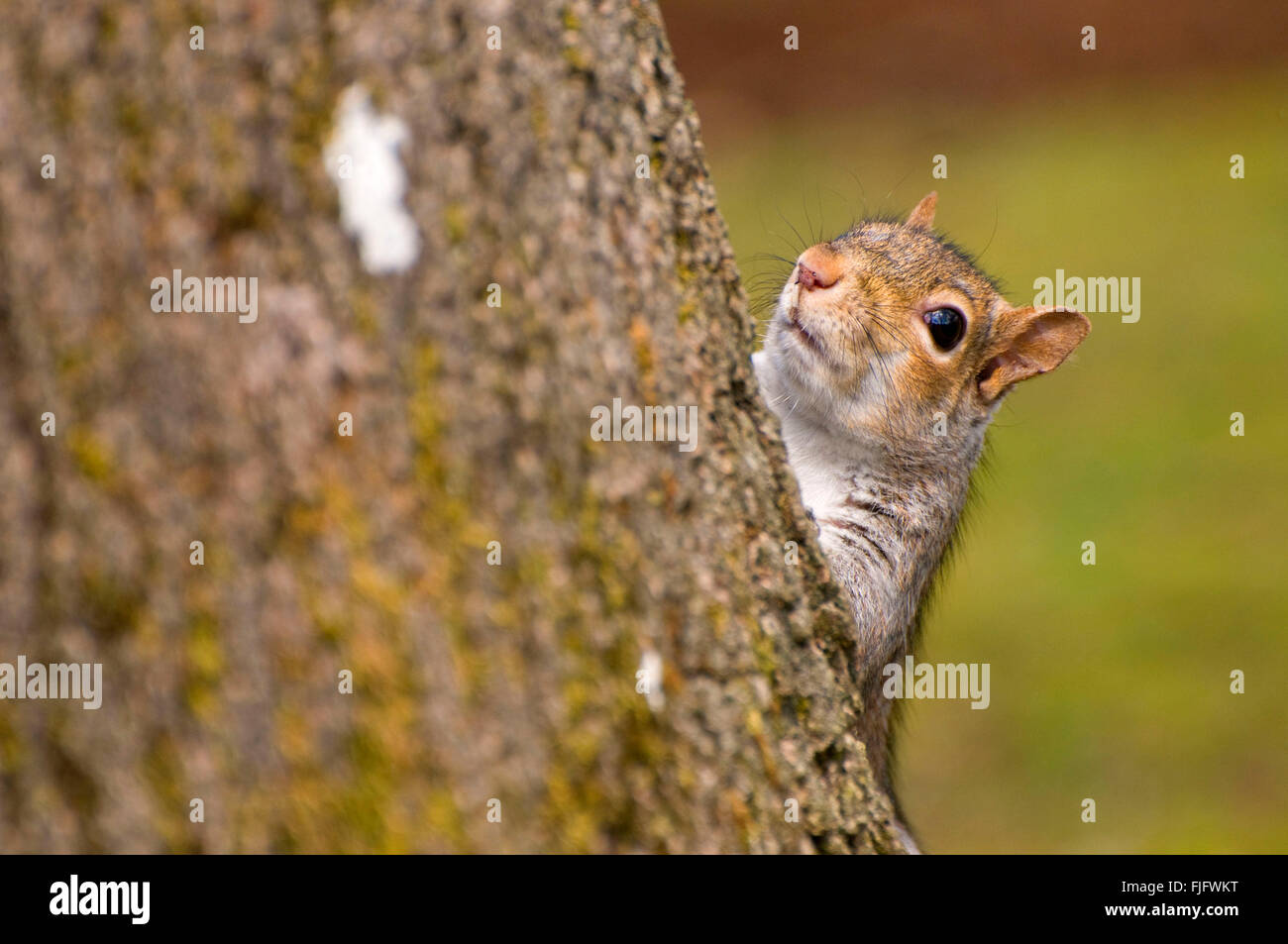 Oregon gray squirrel hi-res stock photography and images - Alamy