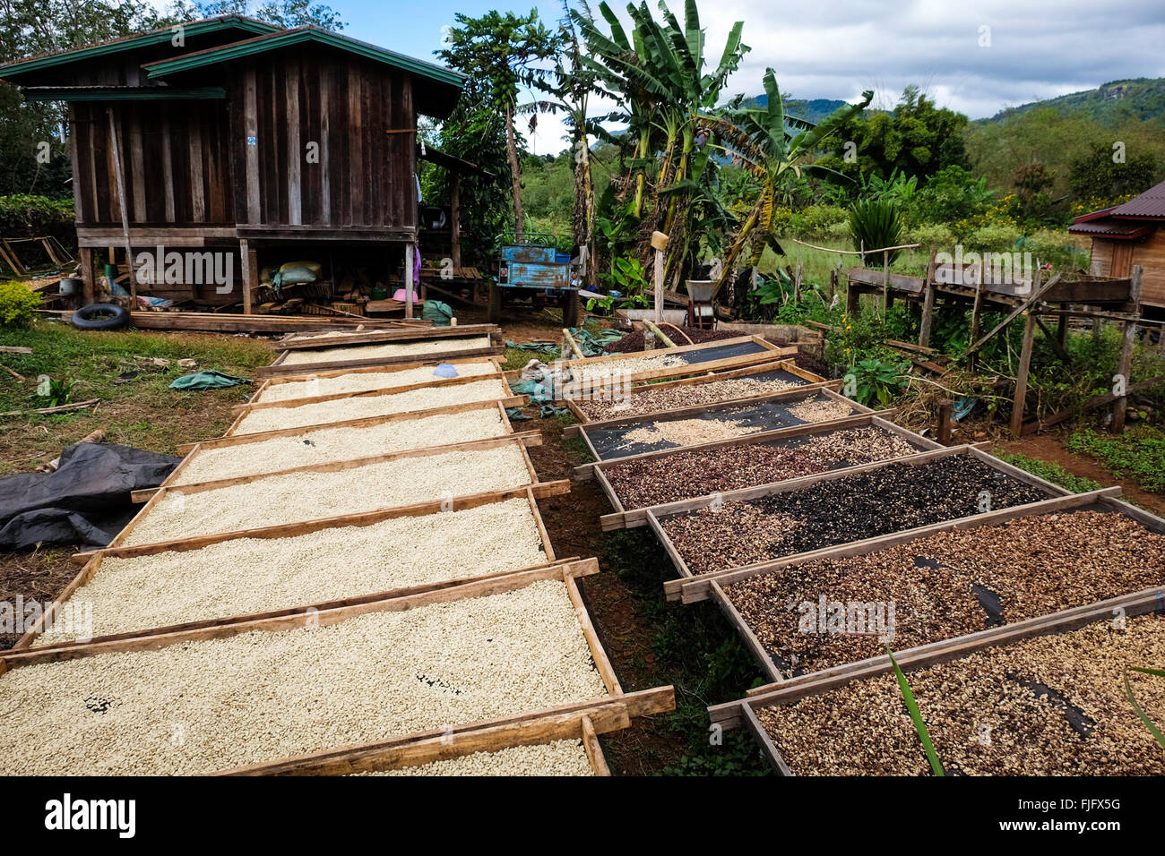 Coffee growing on the Bolaven Plateau in Laos Stock Photo - Alamy