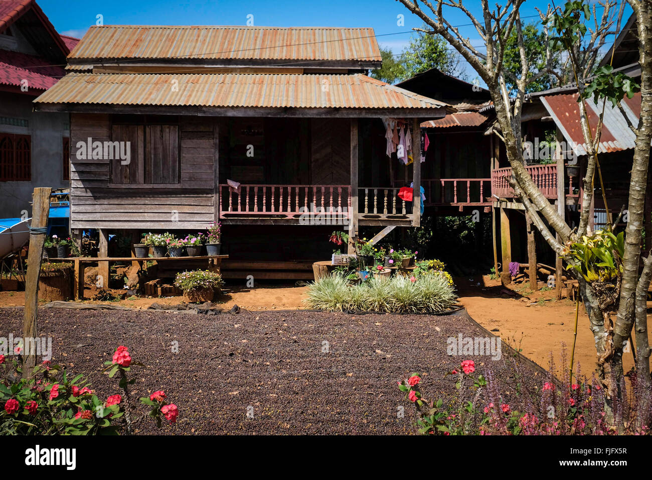 Coffee growing on the Bolaven Plateau in Laos Stock Photo - Alamy