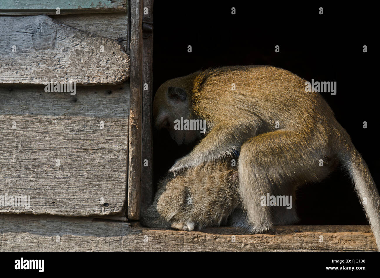 Monkeys looking in a window hi-res stock photography and images - Alamy