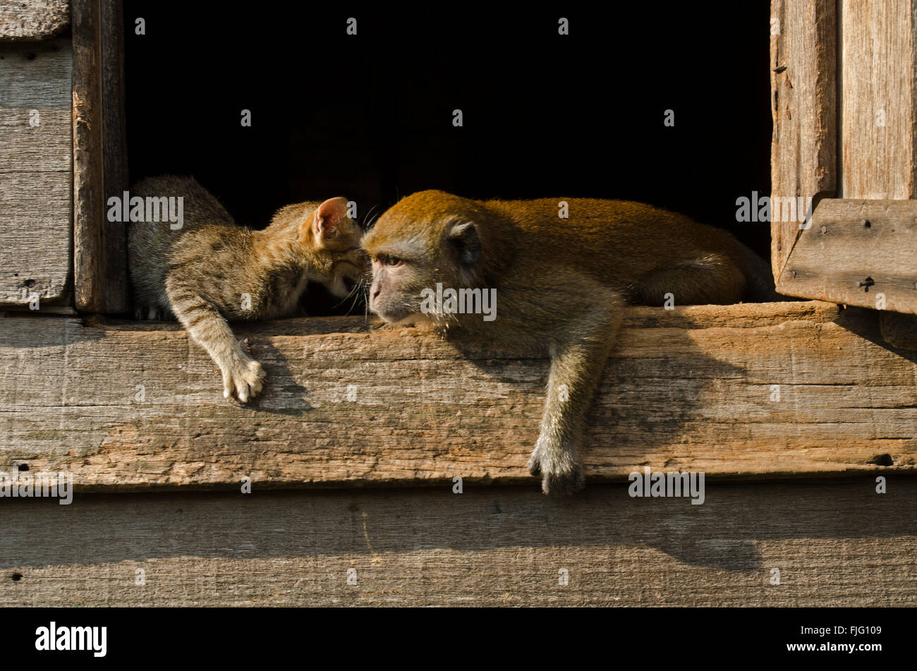 Monkeys looking in a window hi-res stock photography and images - Alamy