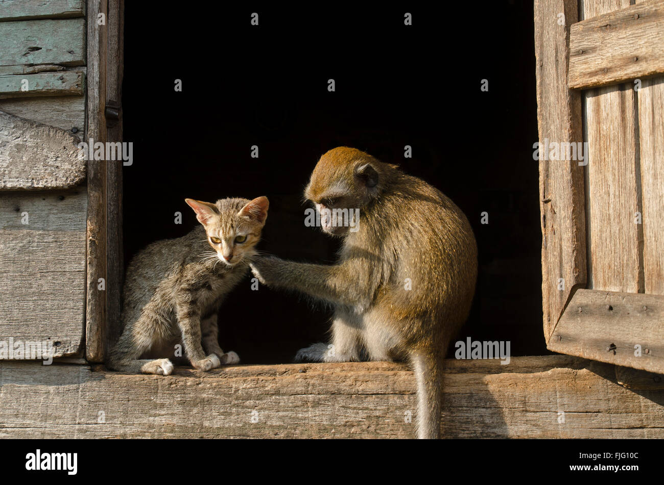 Monkeys looking in a window hi-res stock photography and images - Alamy