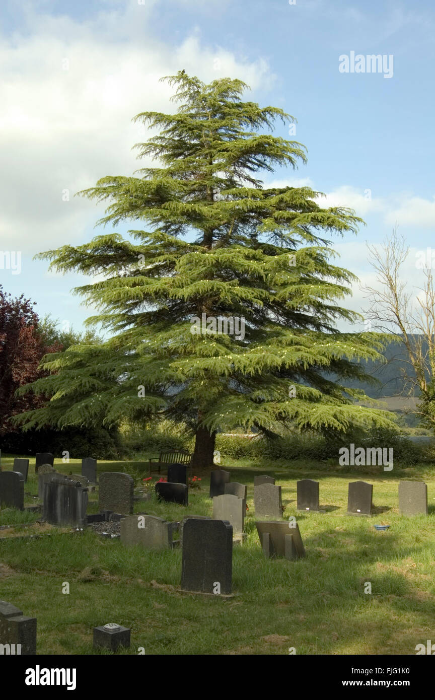 ALAS CEDAR CEDRUS ATLANTICA LANSYLIN CHURCHYARD; CLWYD; WALES Stock ...
