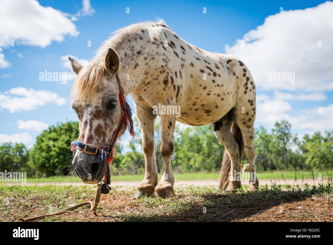 Male shetland pony hi-res stock photography and images - Alamy
