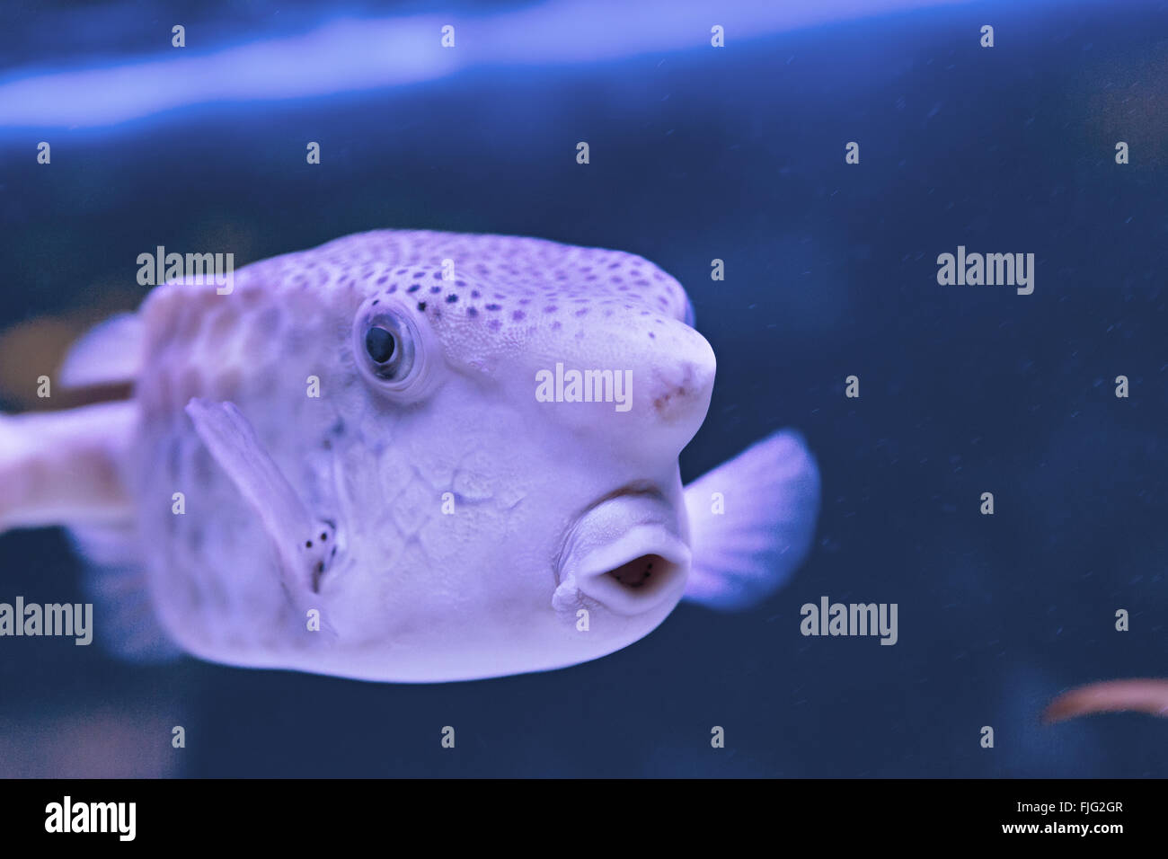 Thornback boxfish - solitair fish swimming close Stock Photo - Alamy