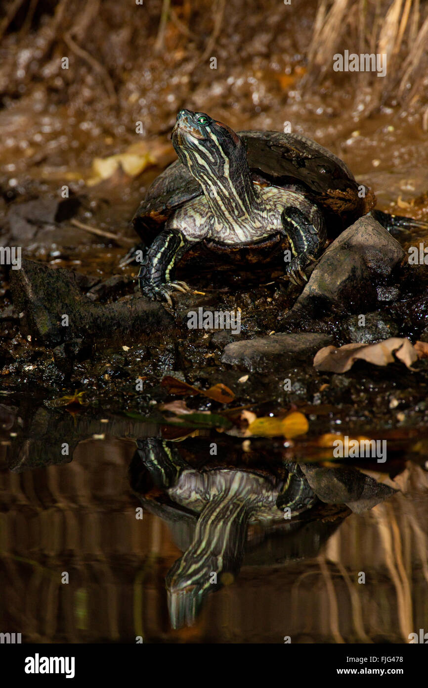 Slider turtle hi-res stock photography and images - Alamy